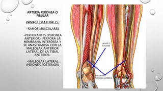 Aorta Abdominal y Arterias del Miembro Inferior | PPT
