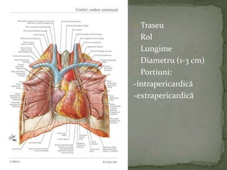 Anatomia Aortei | PPTX