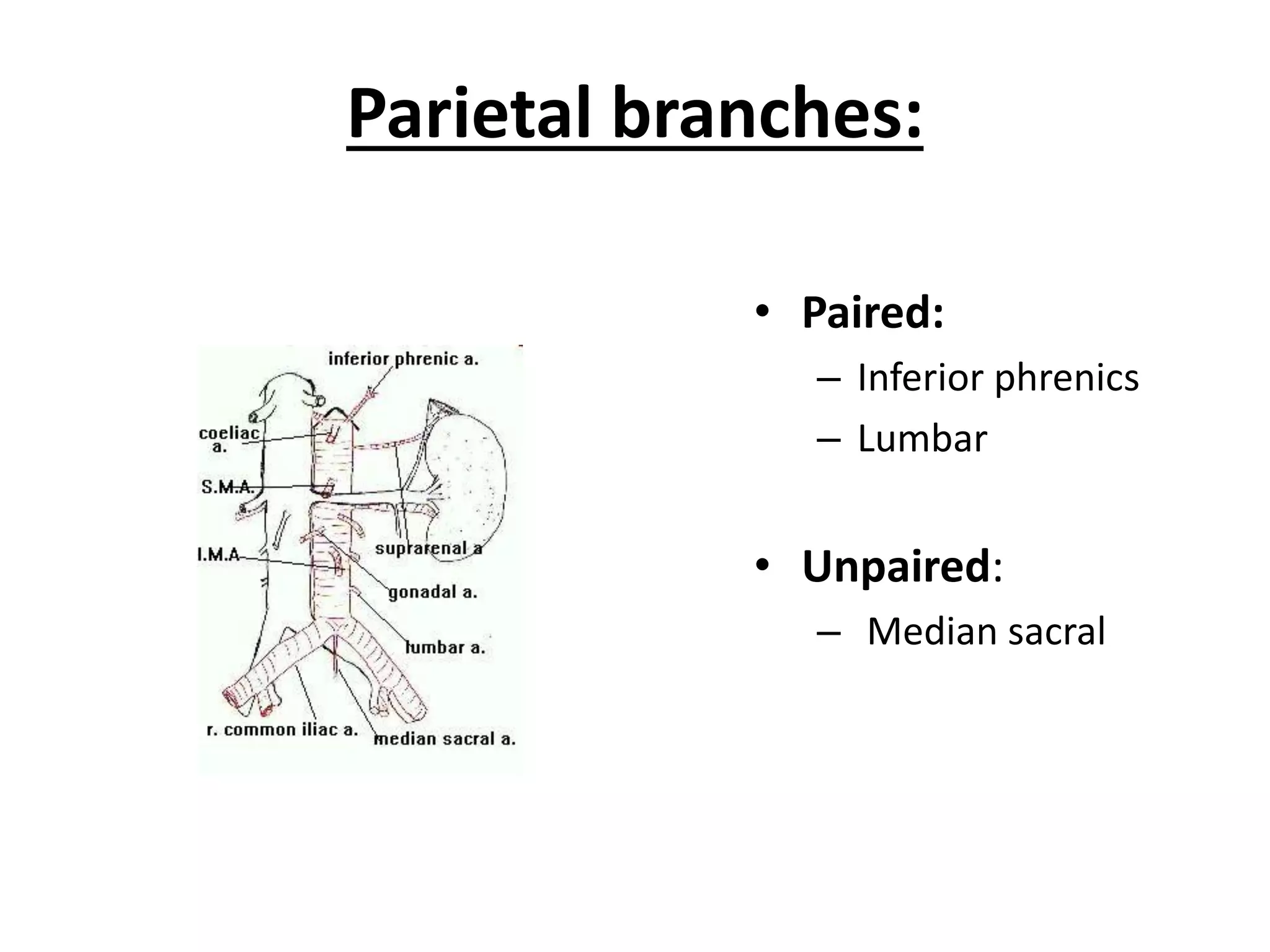 Aorta: anatomy and congenital anomalies | PPTX