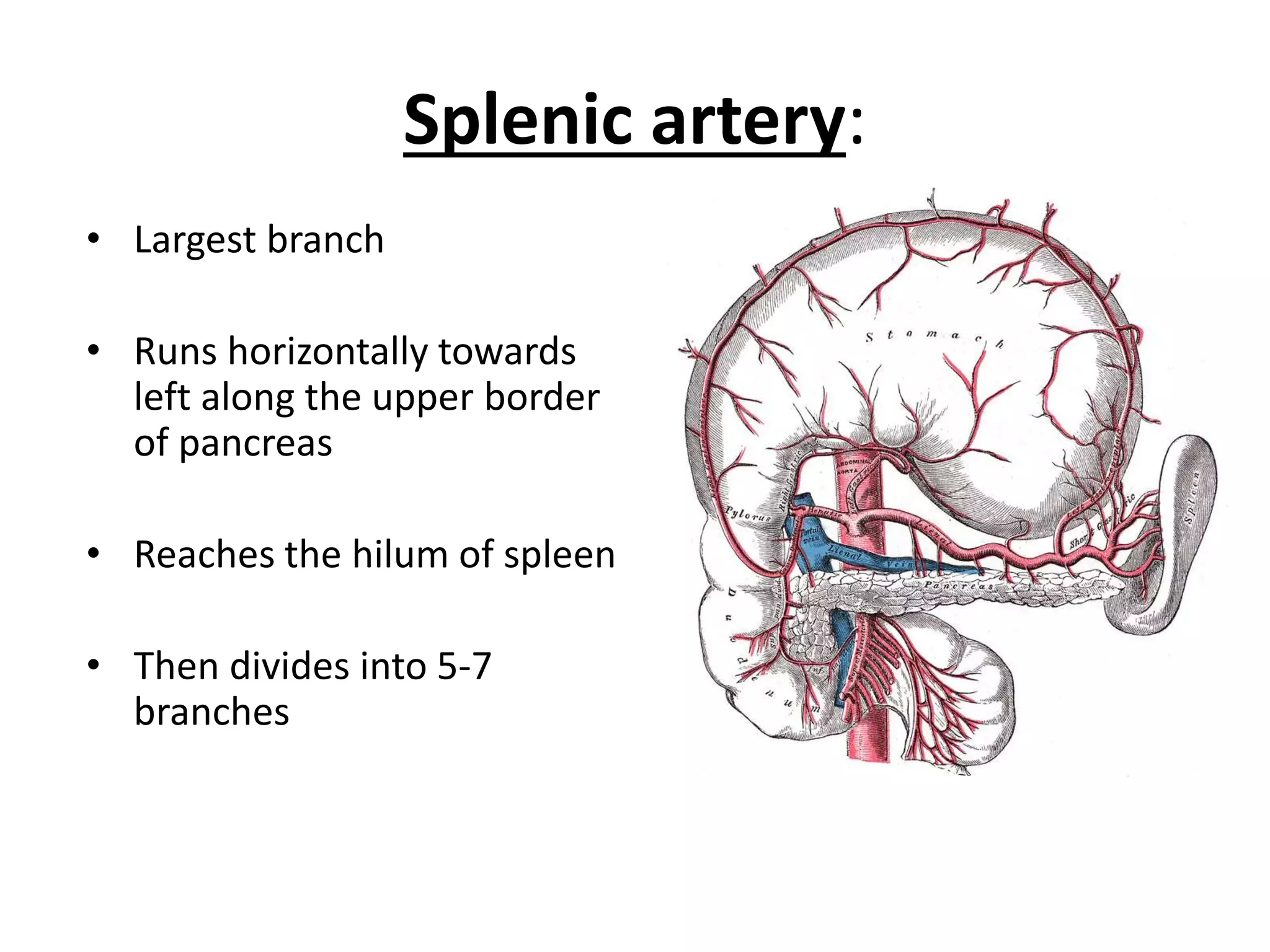 Aorta: anatomy and congenital anomalies | PPTX