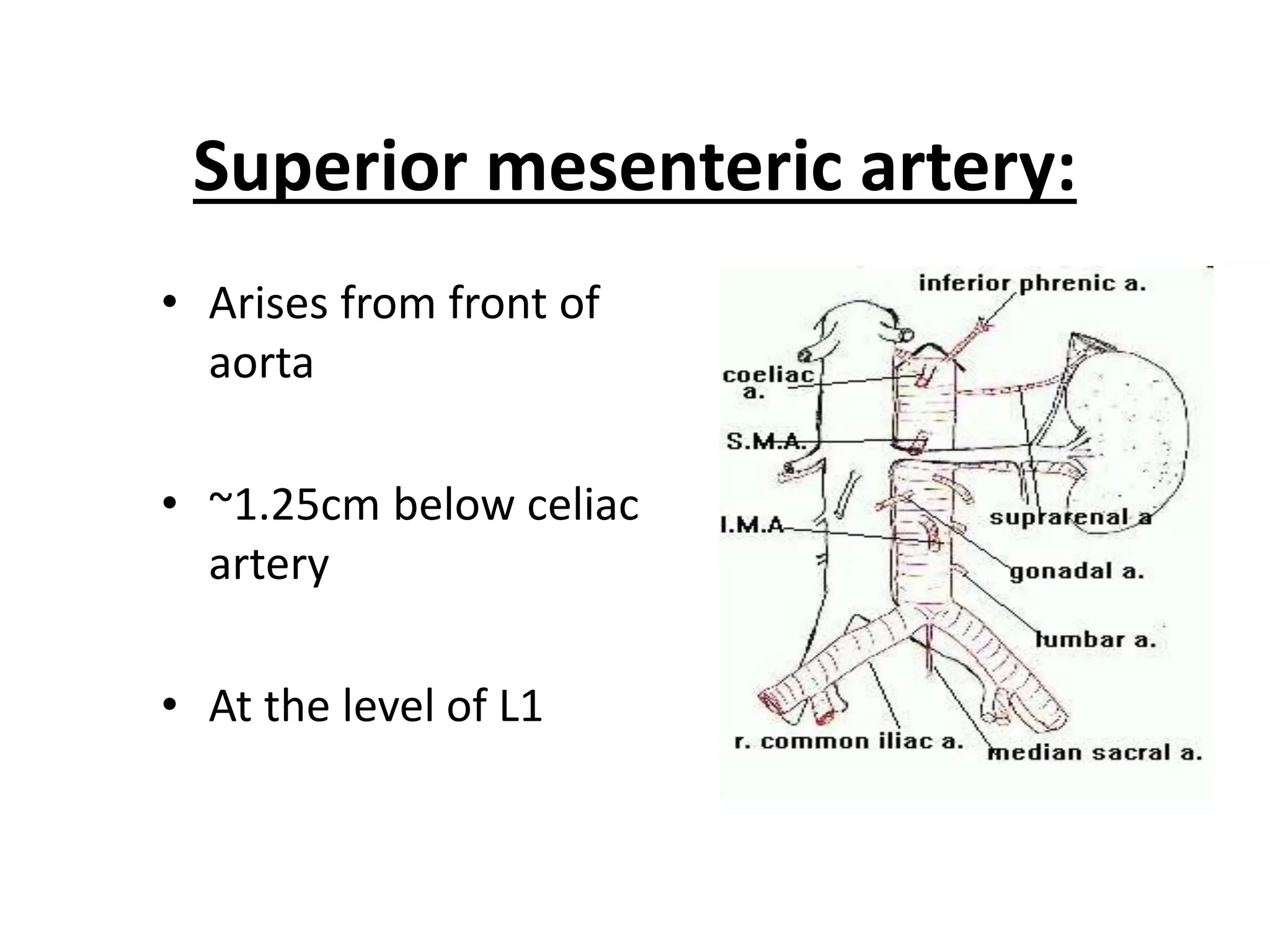 Aorta: anatomy and congenital anomalies | PPTX