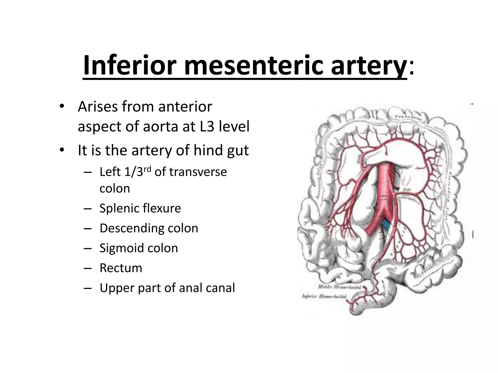 Aorta: anatomy and congenital anomalies | PPTX
