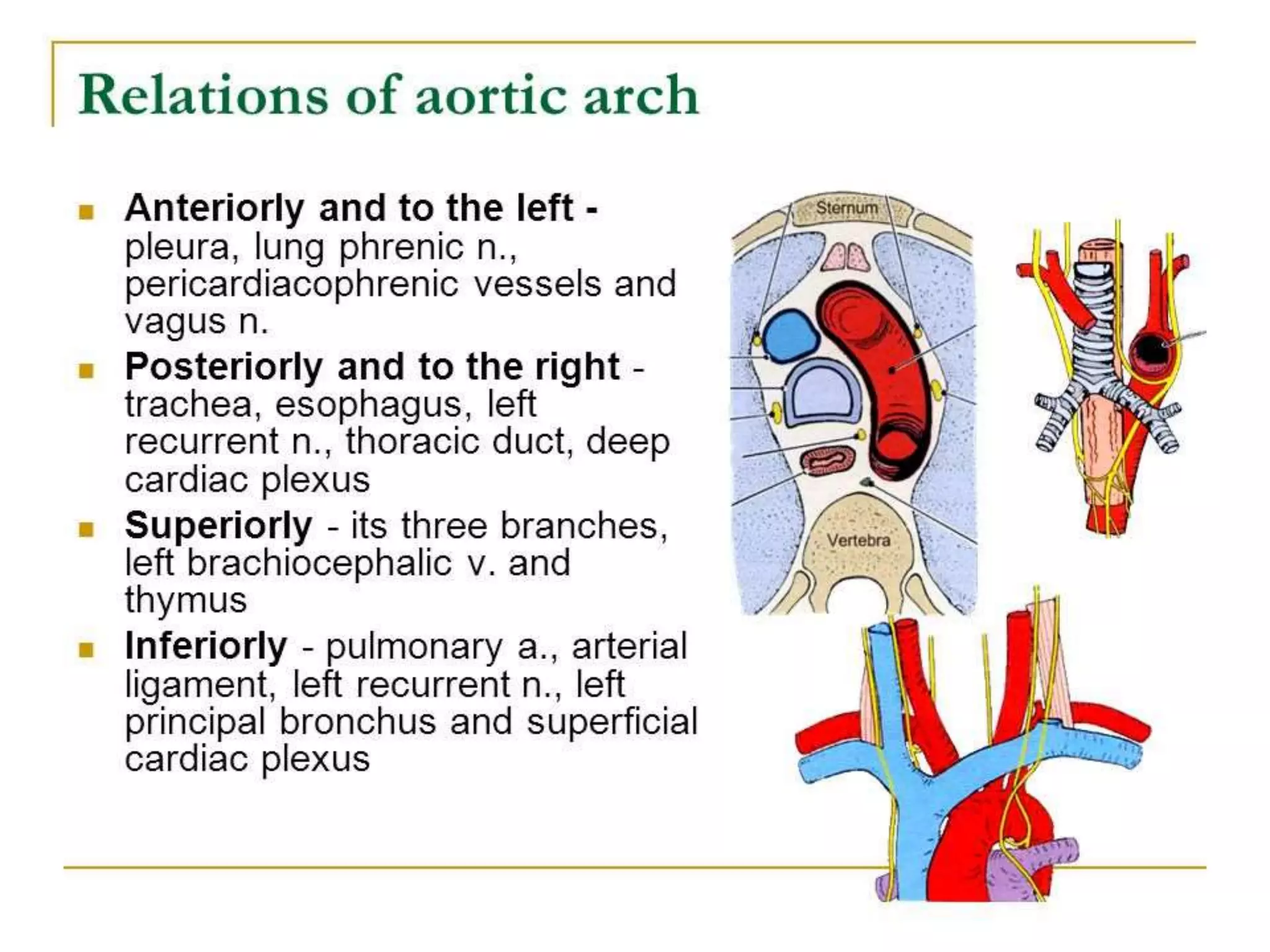 Aorta: anatomy and congenital anomalies | PPTX