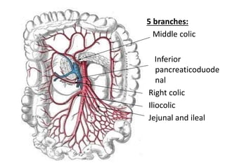 Aorta: anatomy and congenital anomalies | PPTX