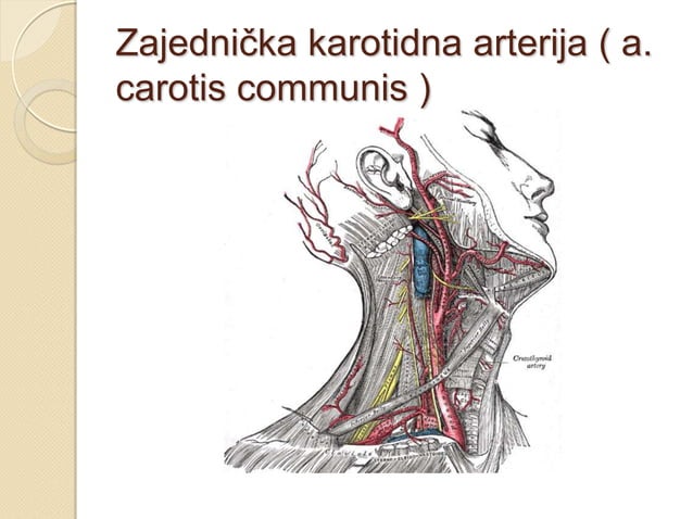 Aorta | PPT