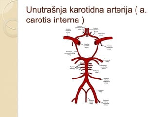 Aorta | PPT
