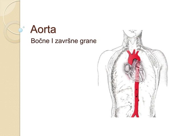 Aorta | PPT | Free Download
