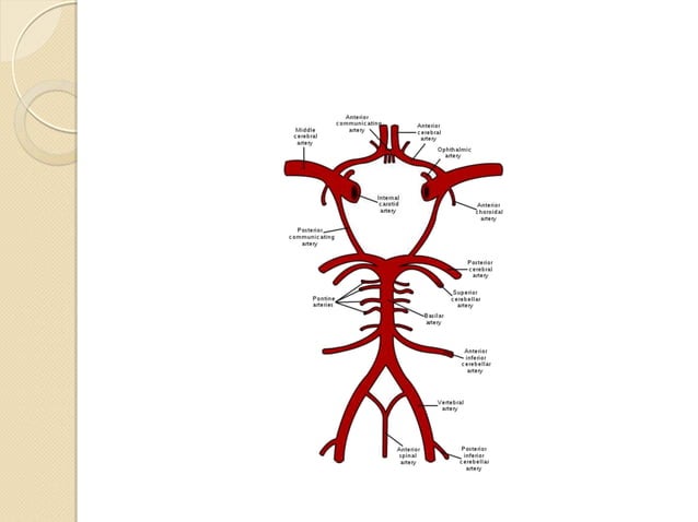 Aorta | PPT | Free Download