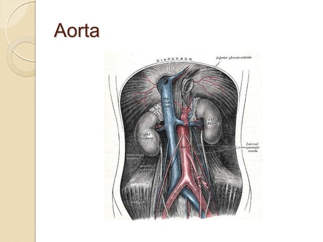 Aorta | PPT | Free Download