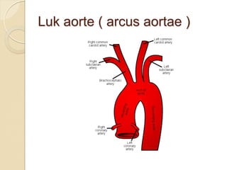 Aorta | PPT | Free Download