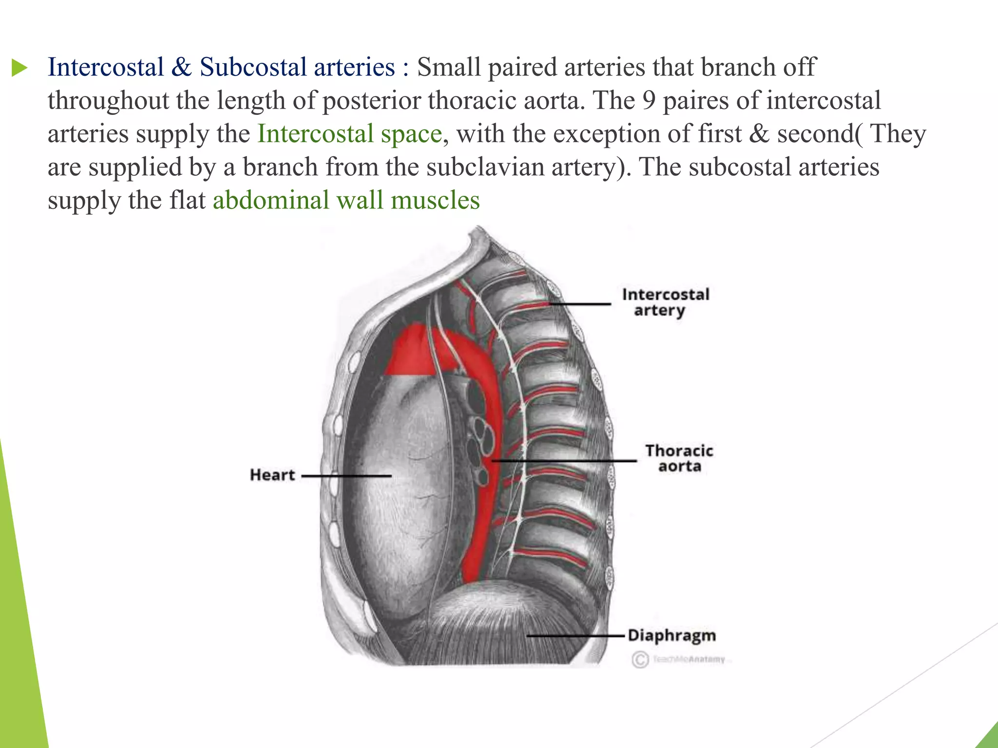 Aorta&its branches . pptx.pptx
