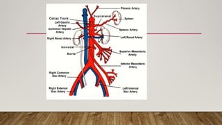 aorta anatomy and disease presentation.pptx