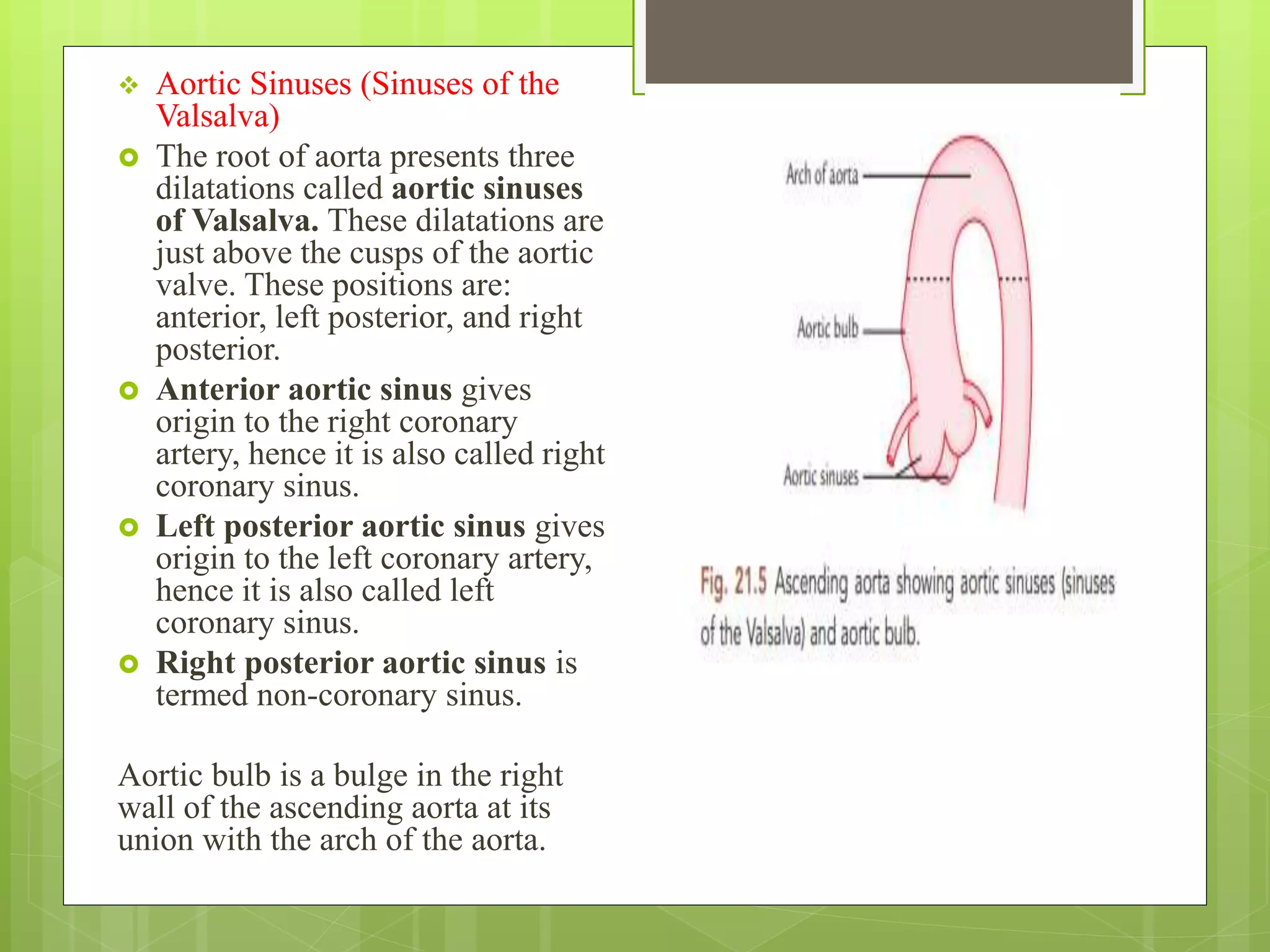 Aorta, SVC, PULMONARY TRUNK.pptx