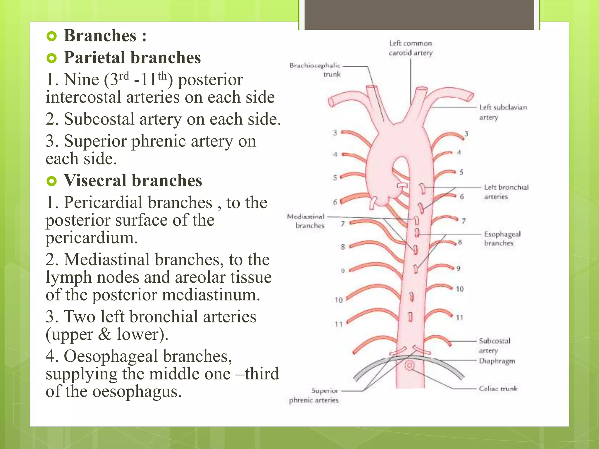 Aorta, SVC, PULMONARY TRUNK.pptx
