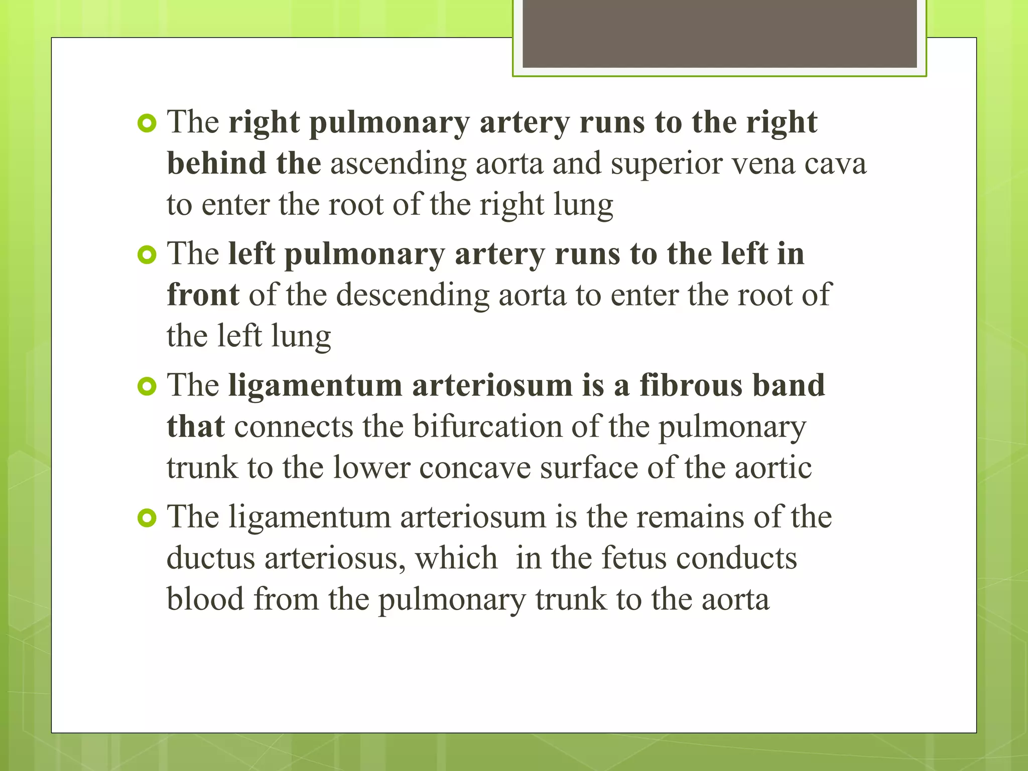 Aorta, SVC, PULMONARY TRUNK.pptx