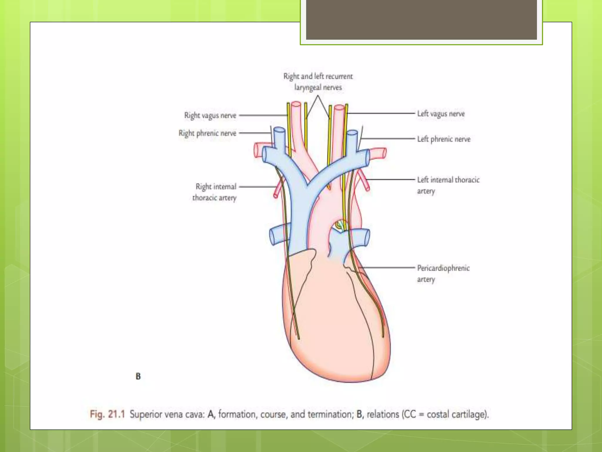 Aorta, SVC, PULMONARY TRUNK.pptx