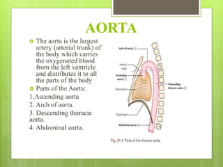 Aorta, SVC, PULMONARY TRUNK.pptx