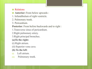 Aorta, SVC, PULMONARY TRUNK.pptx