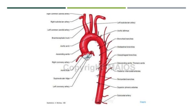 Aorta y sus ramas 2