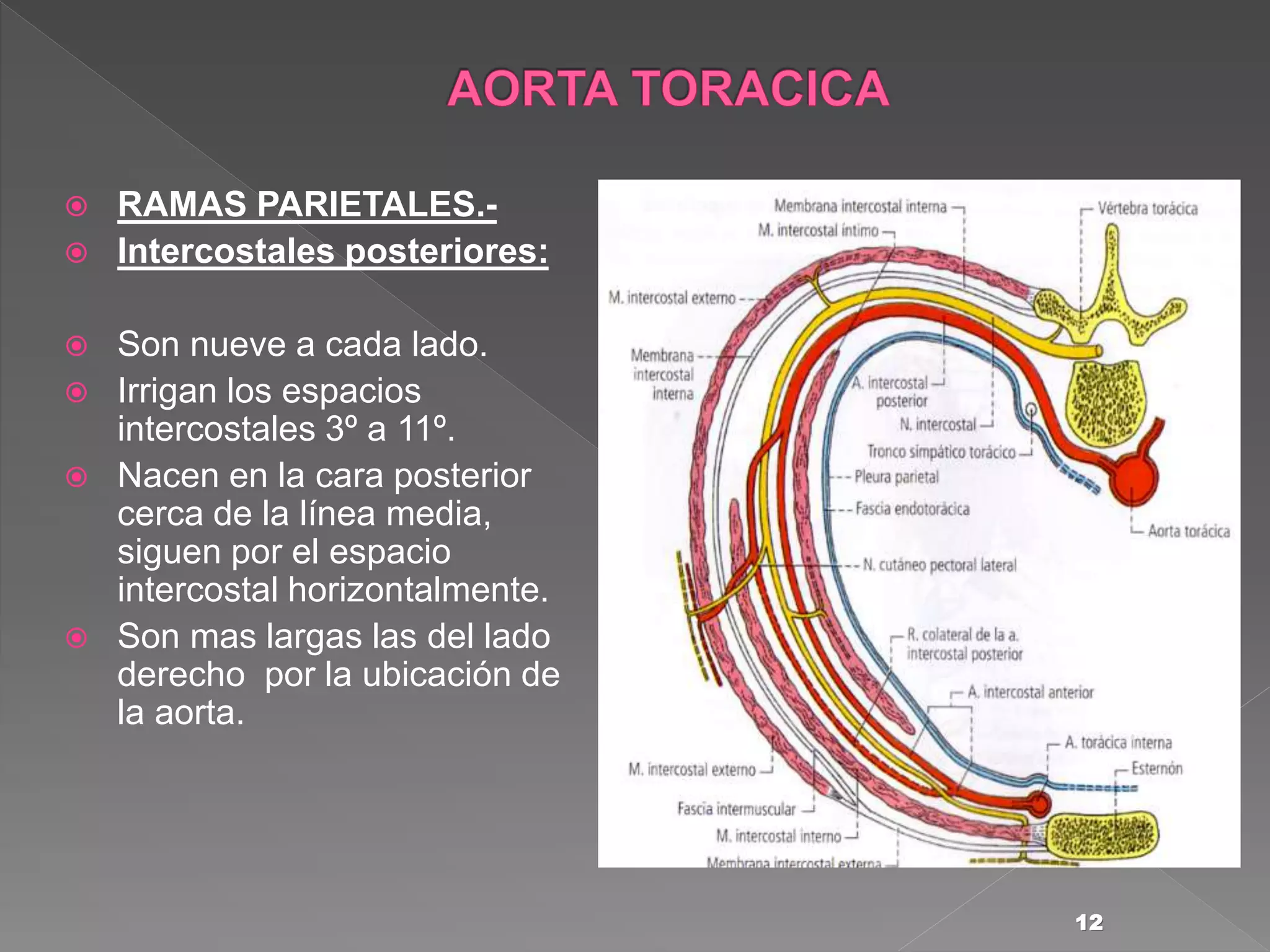 Aorta y sus ramas | PPTX