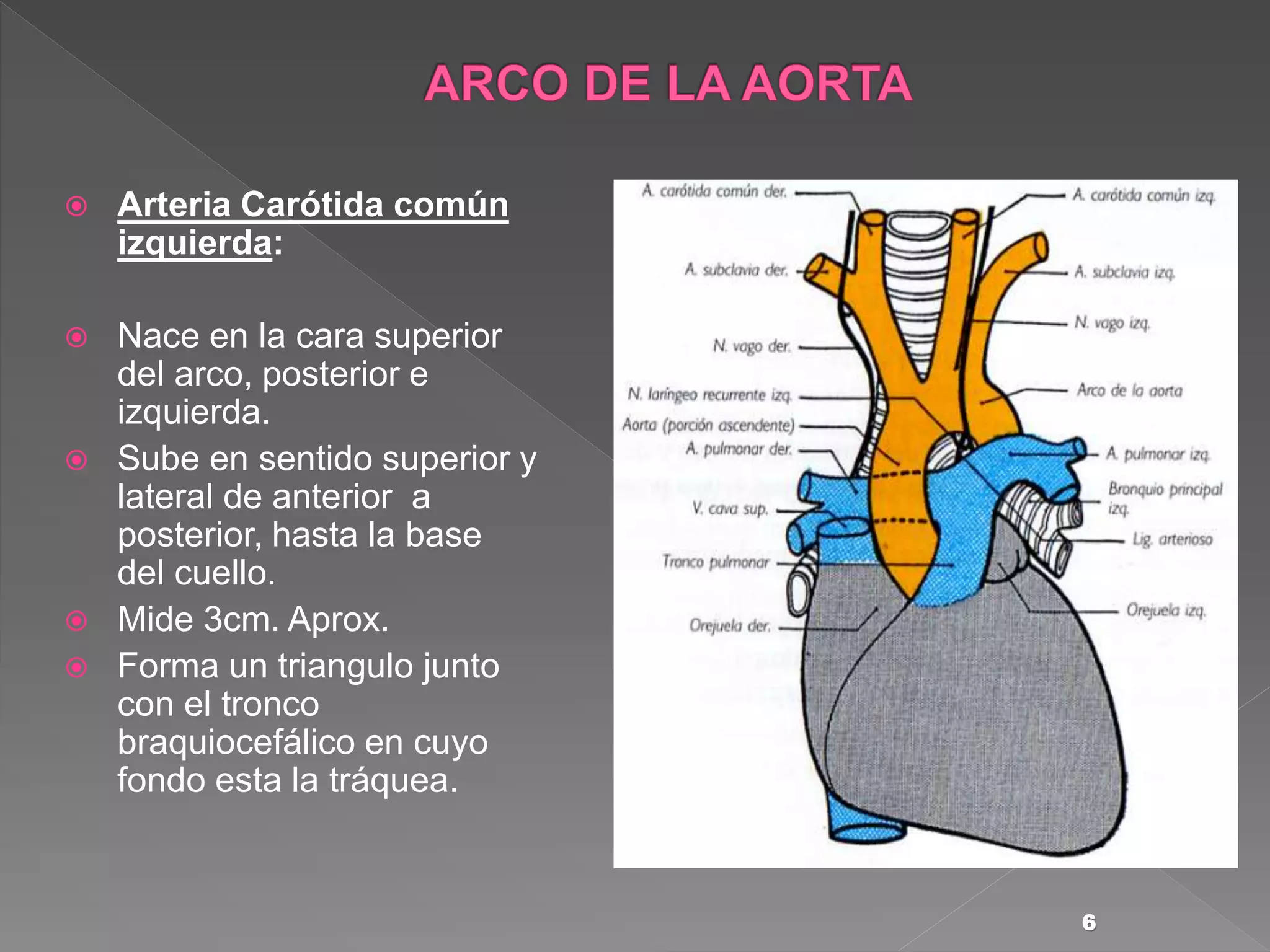 Aorta y sus ramas | PPTX