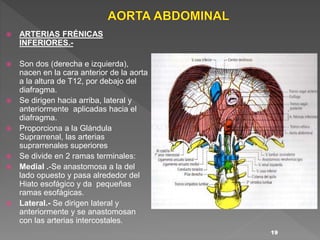 Aorta y sus ramas | PPTX