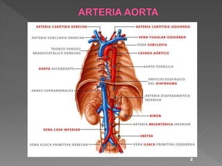 Aorta y sus ramas | PPTX