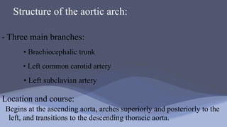 Aortic arch and upper extremities (Anatomy).pdf
