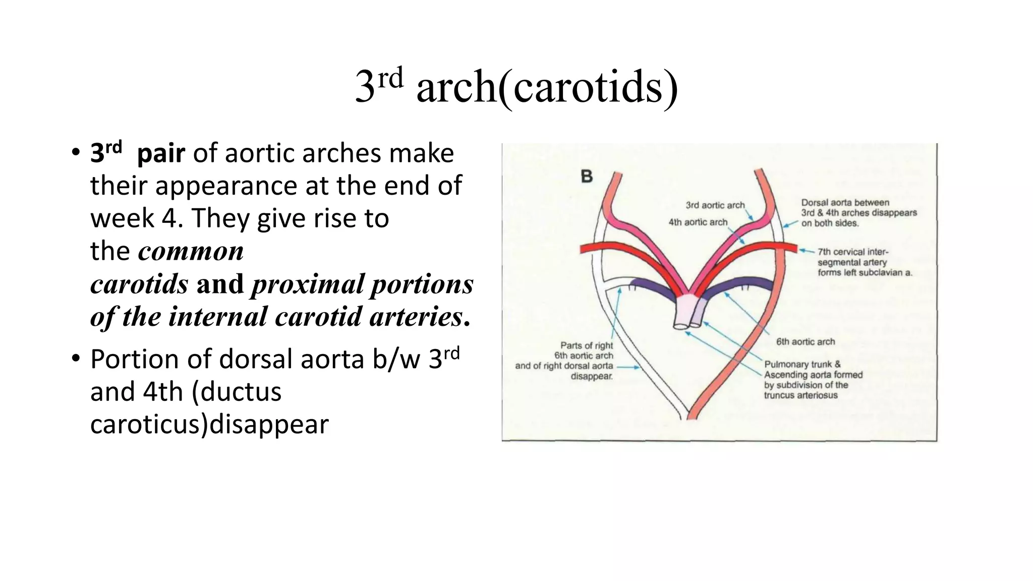 Aortic arch and venous system development | PPTX