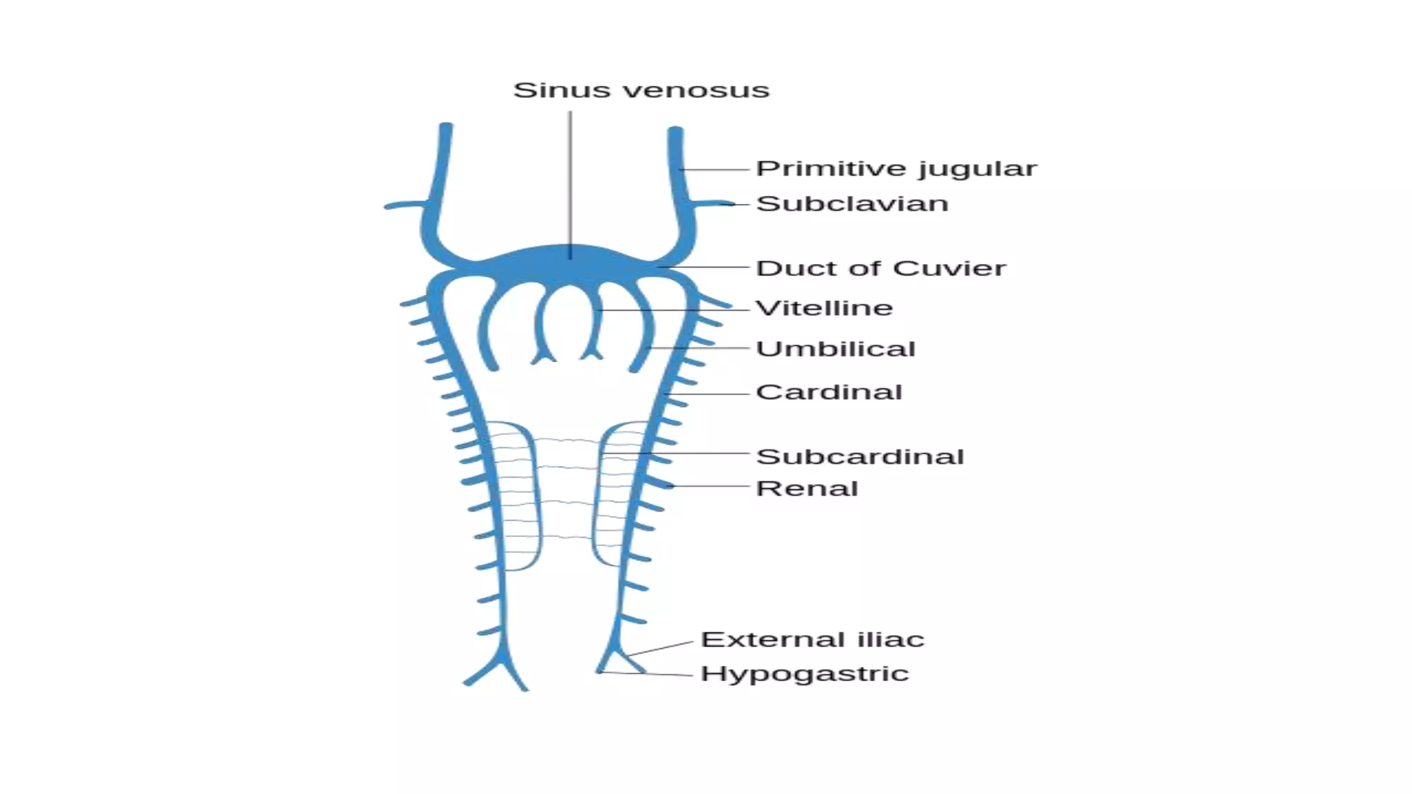 Aortic arch and venous system development | PPTX