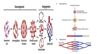 Aortic arch and venous system development | PPTX