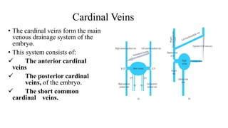 Aortic arch and venous system development | PPTX