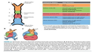Aortic arch and venous system development | PPTX
