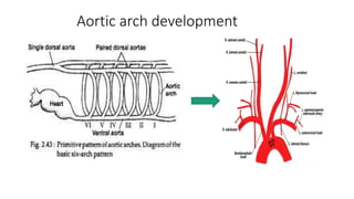 Aortic arch and venous system development | PPTX