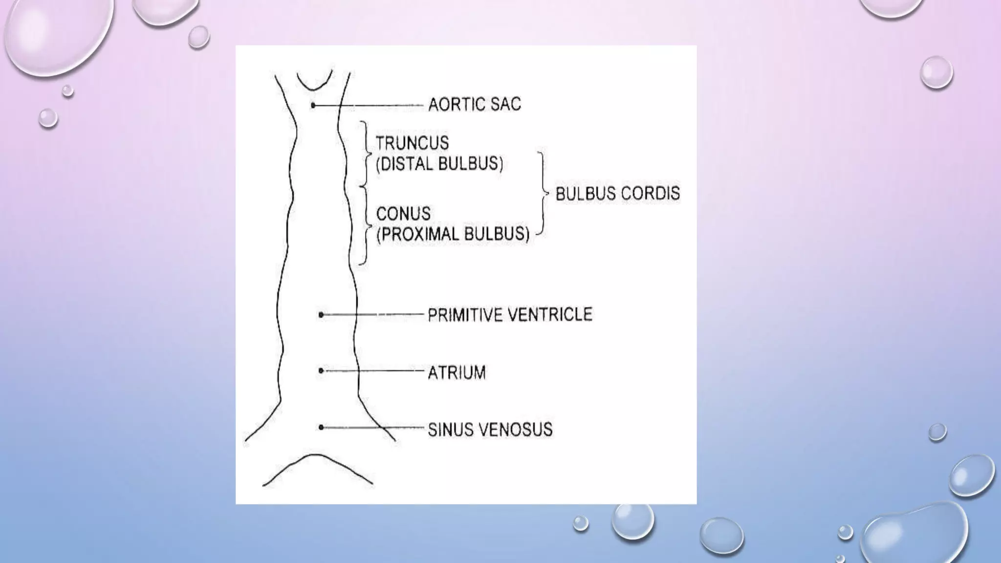 Aortic arch anomalies | PPTX | Heart and Cardiovascular Diseases ...