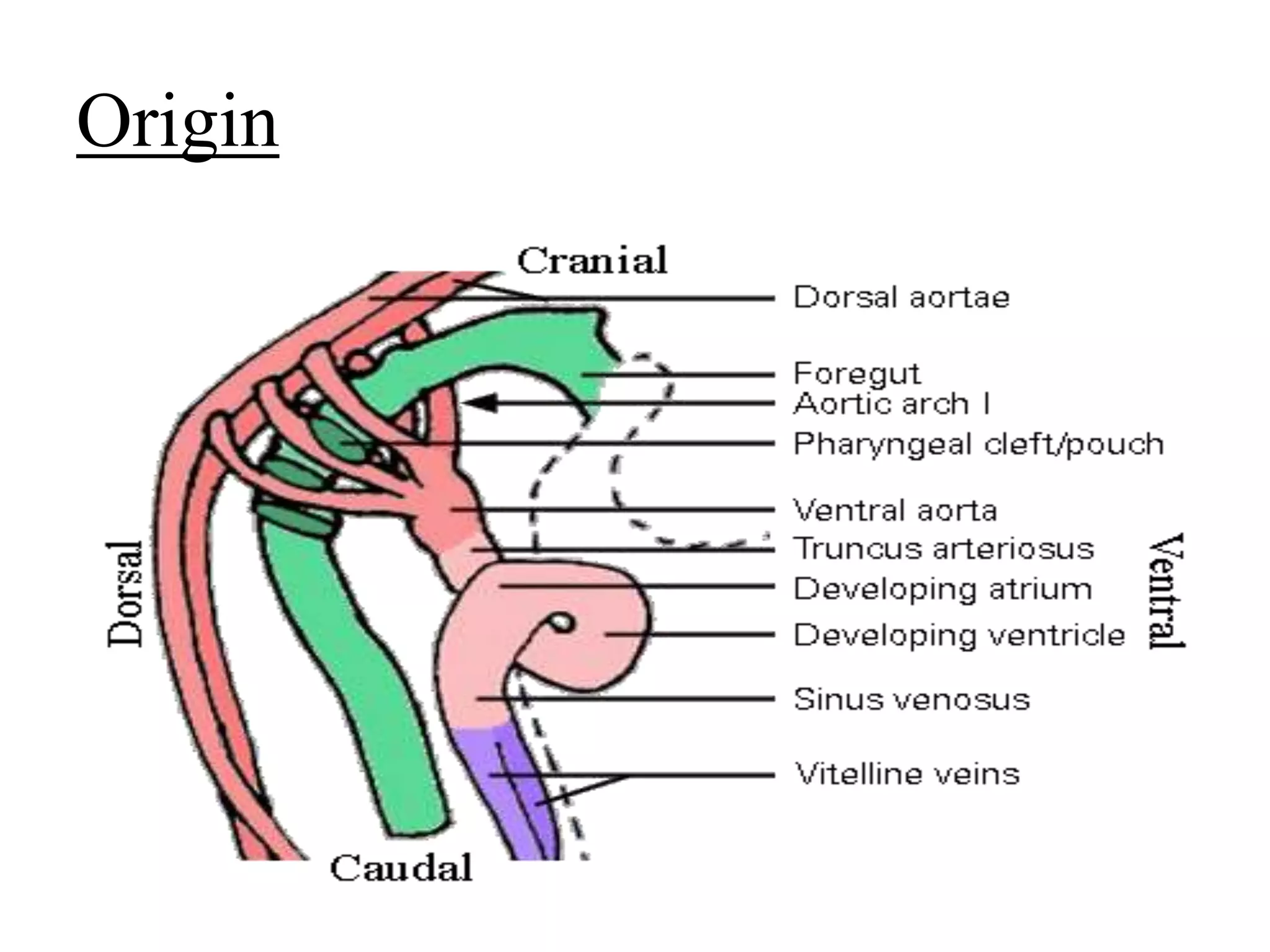 Aortic arches | PPTX