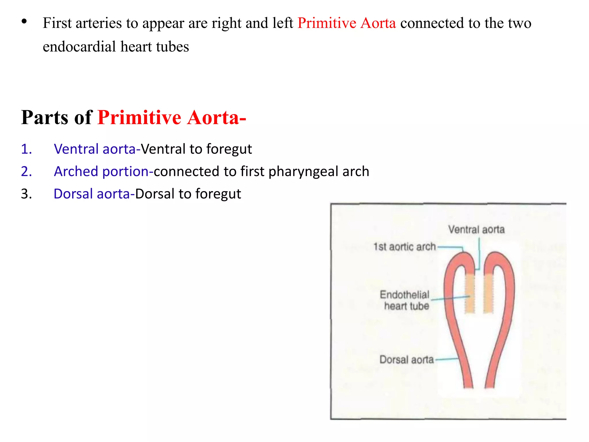 Aortic Arches | PPTX