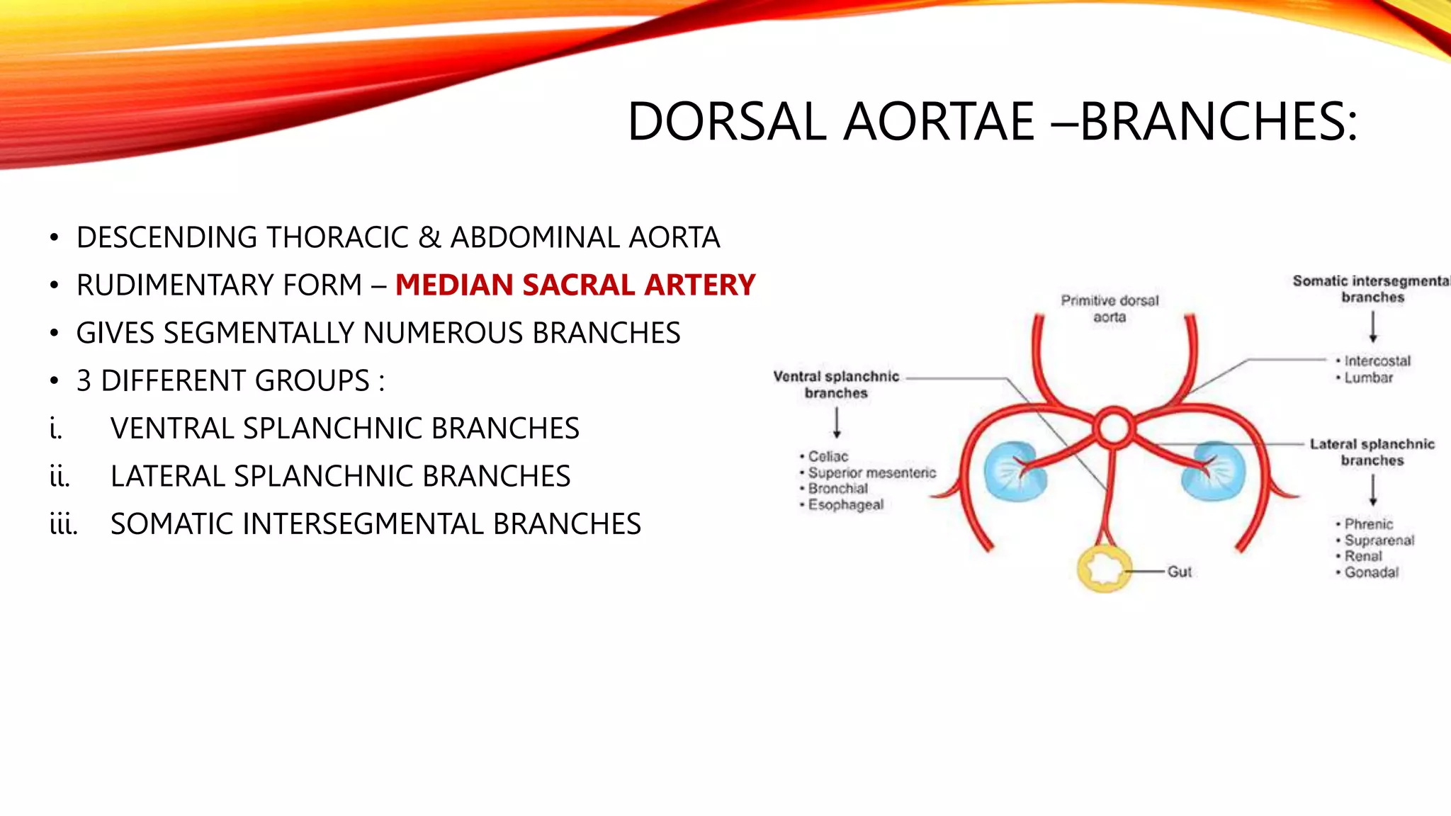 Aortic arches.pptx