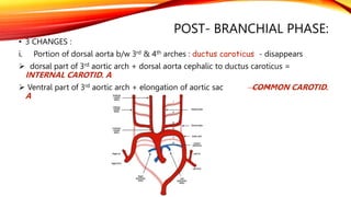 Aortic arches.pptx