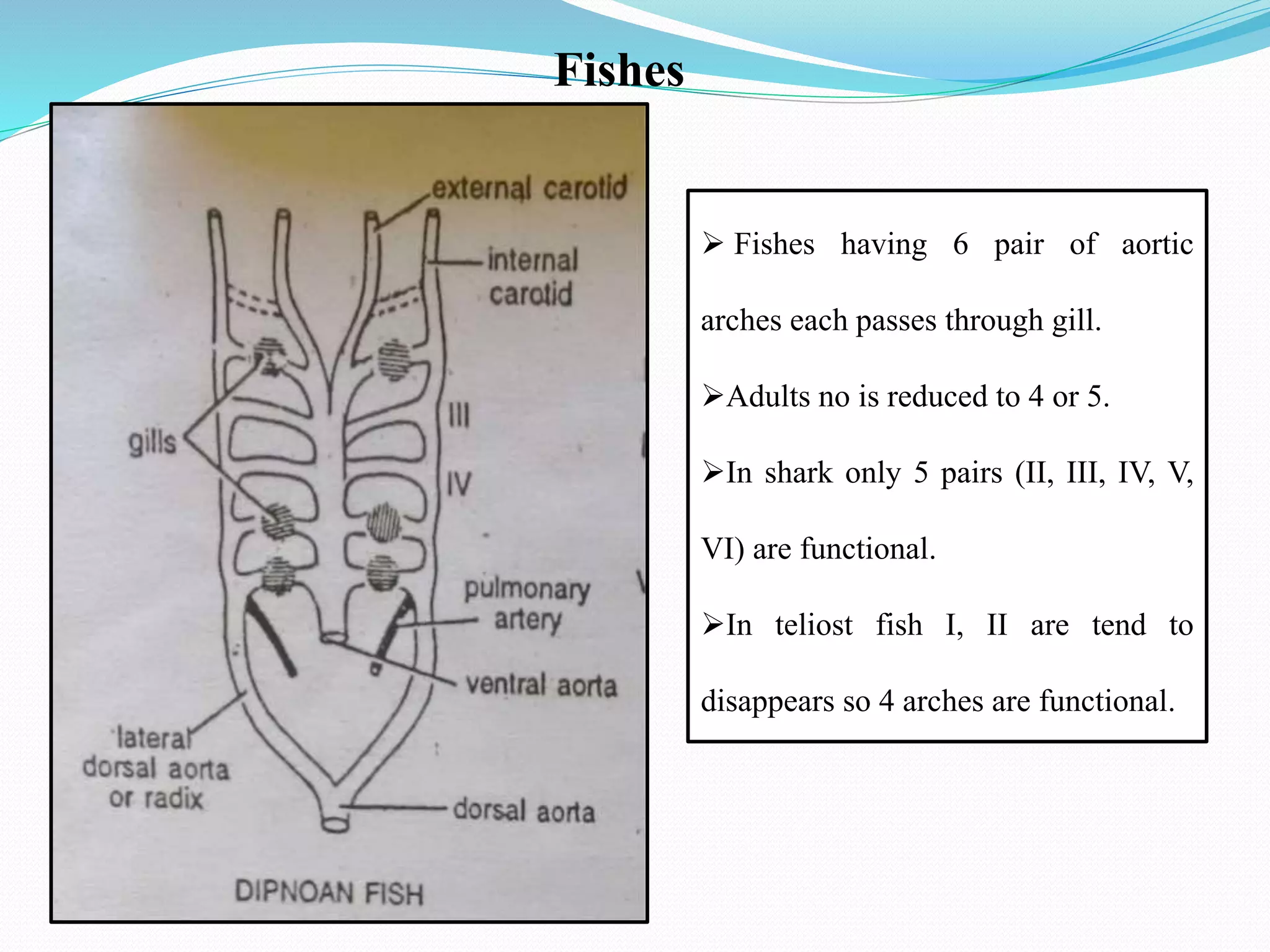 Aortic arches in vertebrates | PPTX