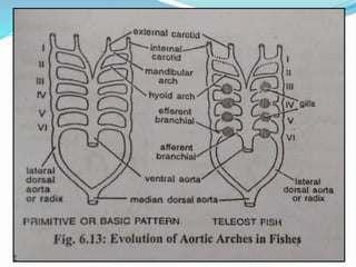 Aortic arches in vertebrates | PPTX