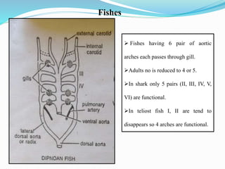 Aortic arches in vertebrates | PPTX