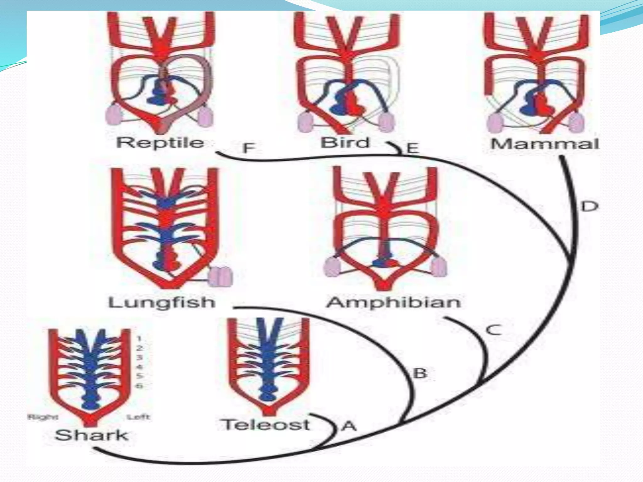 Aortic arches in vertebrates | PPTX