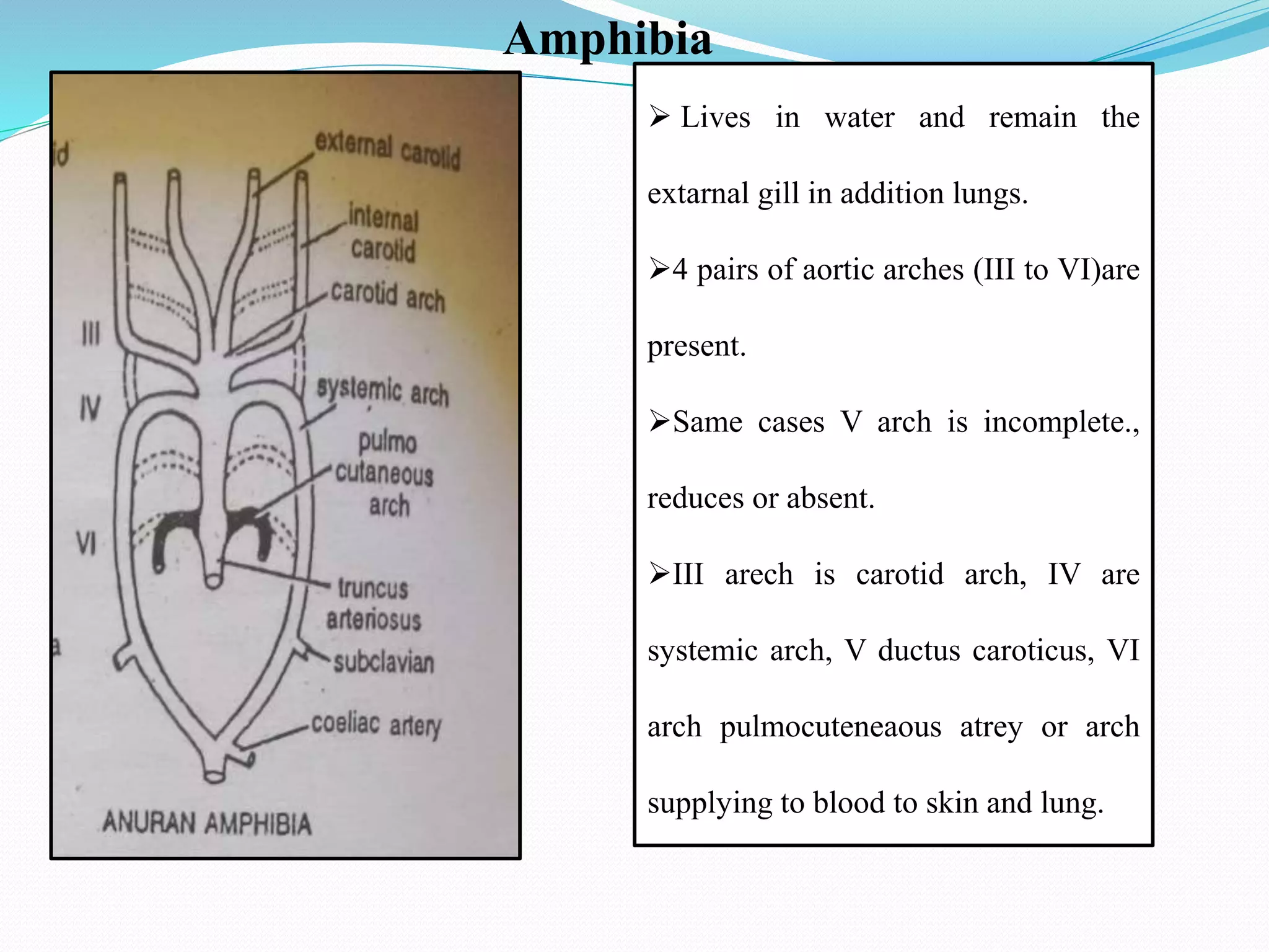 Aortic arches in vertebrates | PPTX