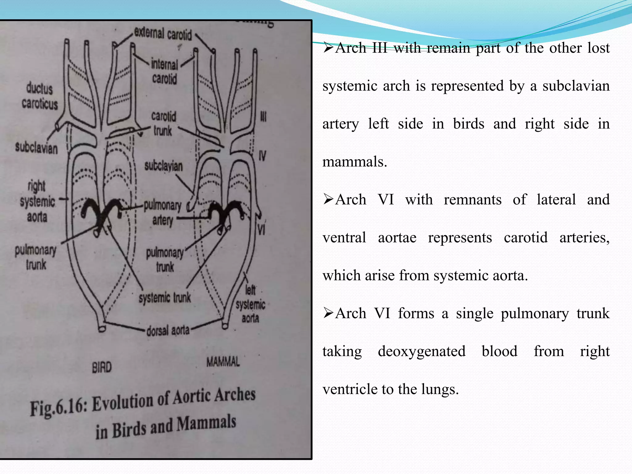 Aortic arches in vertebrates | PPTX