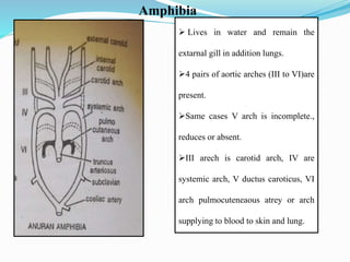 Aortic arches in vertebrates | PPTX