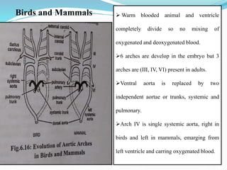Aortic arches in vertebrates | PPTX