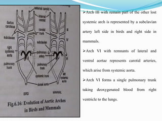 Aortic arches in vertebrates | PPTX