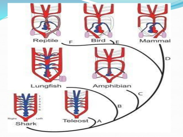 Aortic arches in vertebrates | PPTX
