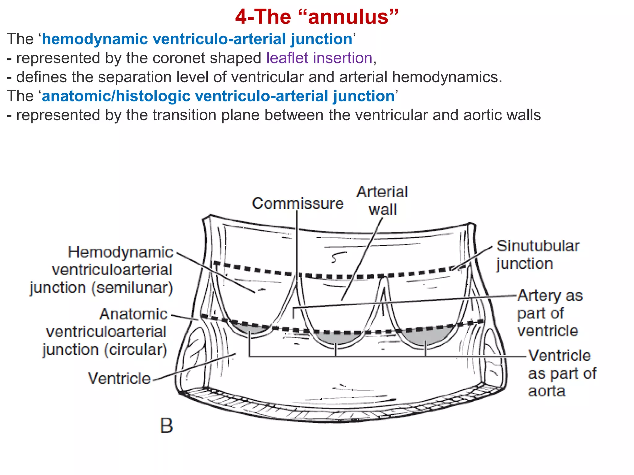 Aortic root anatomy | PDF